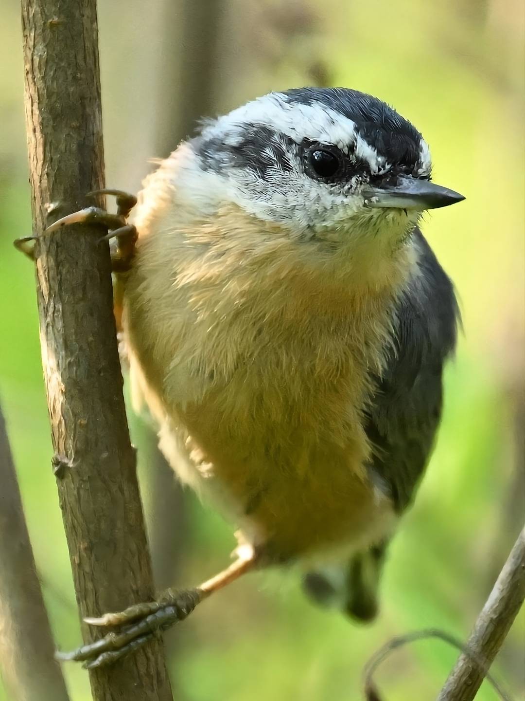 Red-breasted Nuthatch (Sitta canadensis): The Acrobatic Forest Songbird ...