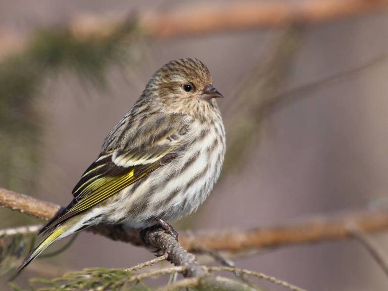 Pine Siskin (Spinus pinus): Identification, Habitat, Diet, and ...