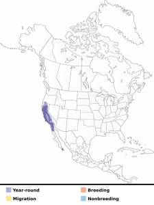 Oak Titmouse (Baeolophus inornatus): Identification, Habitat, Diet, and ...