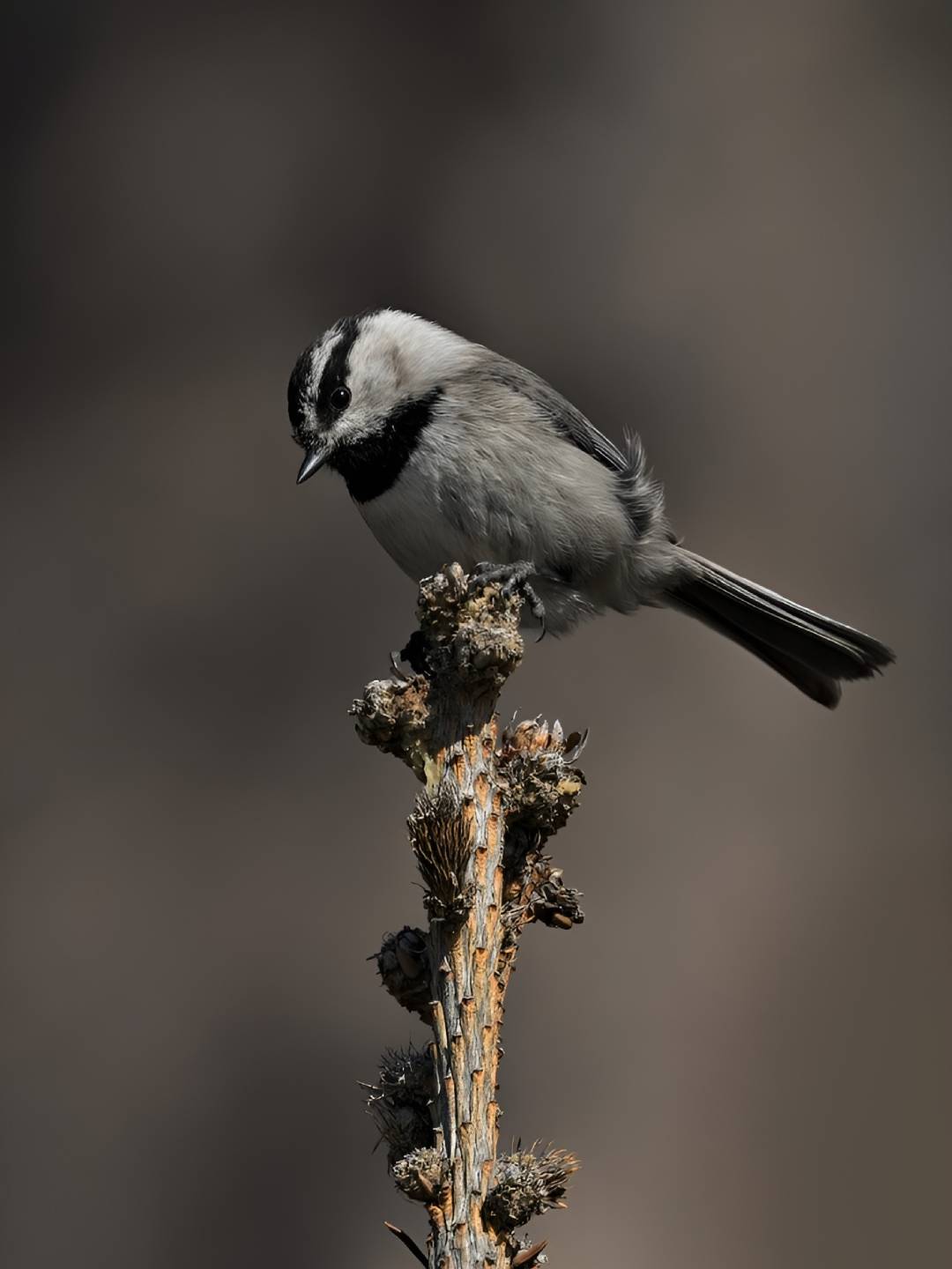 Mountain Chickadee (Poecile gambeli): Identification, Habitat, Diet ...