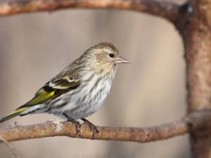 Pine Siskin (Spinus pinus): Identification, Habitat, Diet, and ...