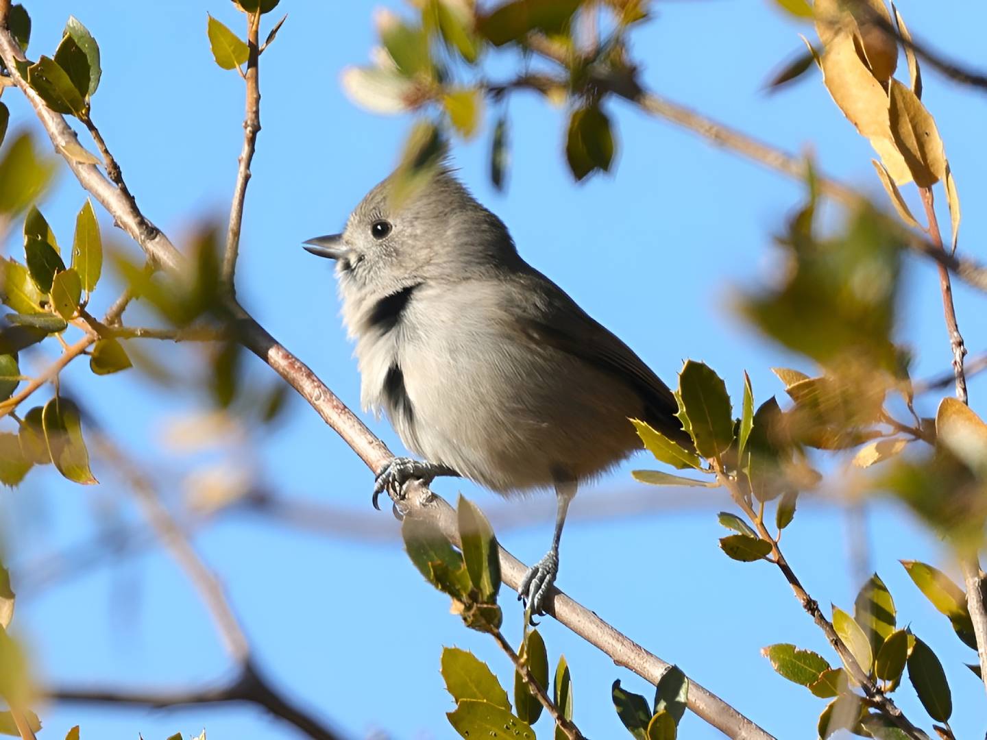 Oak Titmouse (Baeolophus inornatus): Identification, Habitat, Diet, and ...