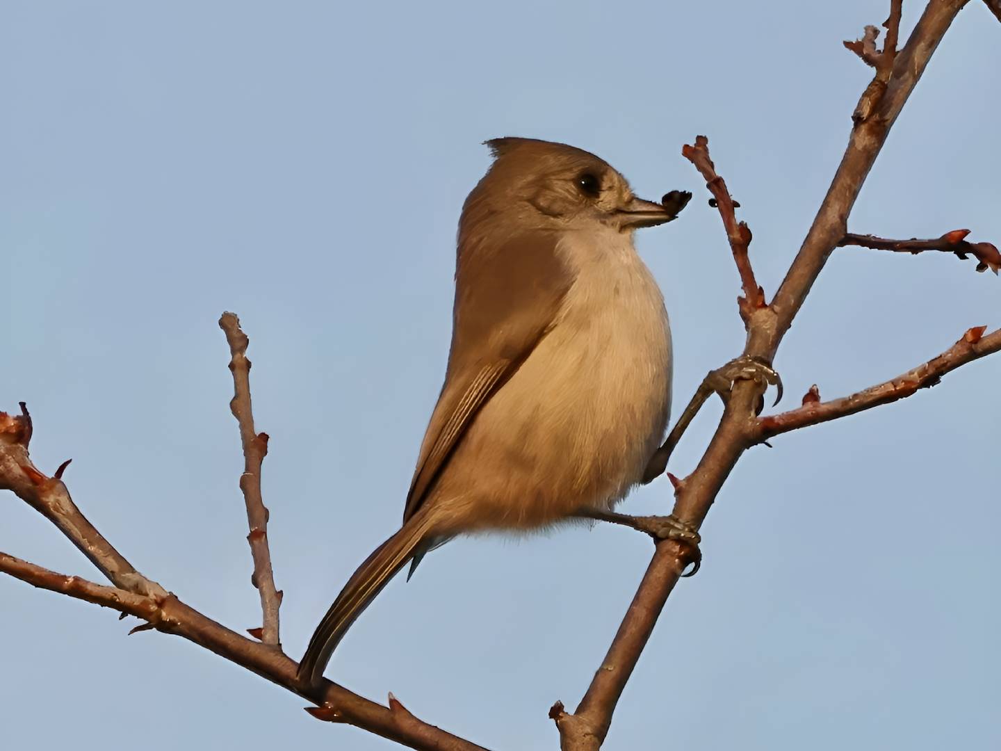 Oak Titmouse (Baeolophus inornatus): Identification, Habitat, Diet, and ...