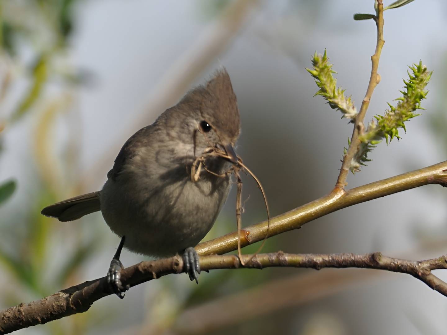 Oak Titmouse (Baeolophus inornatus): Identification, Habitat, Diet, and ...