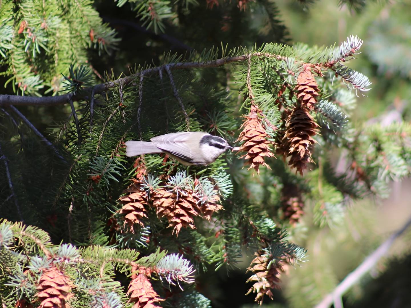 Mountain Chickadee (Poecile gambeli): Identification, Habitat, Diet ...