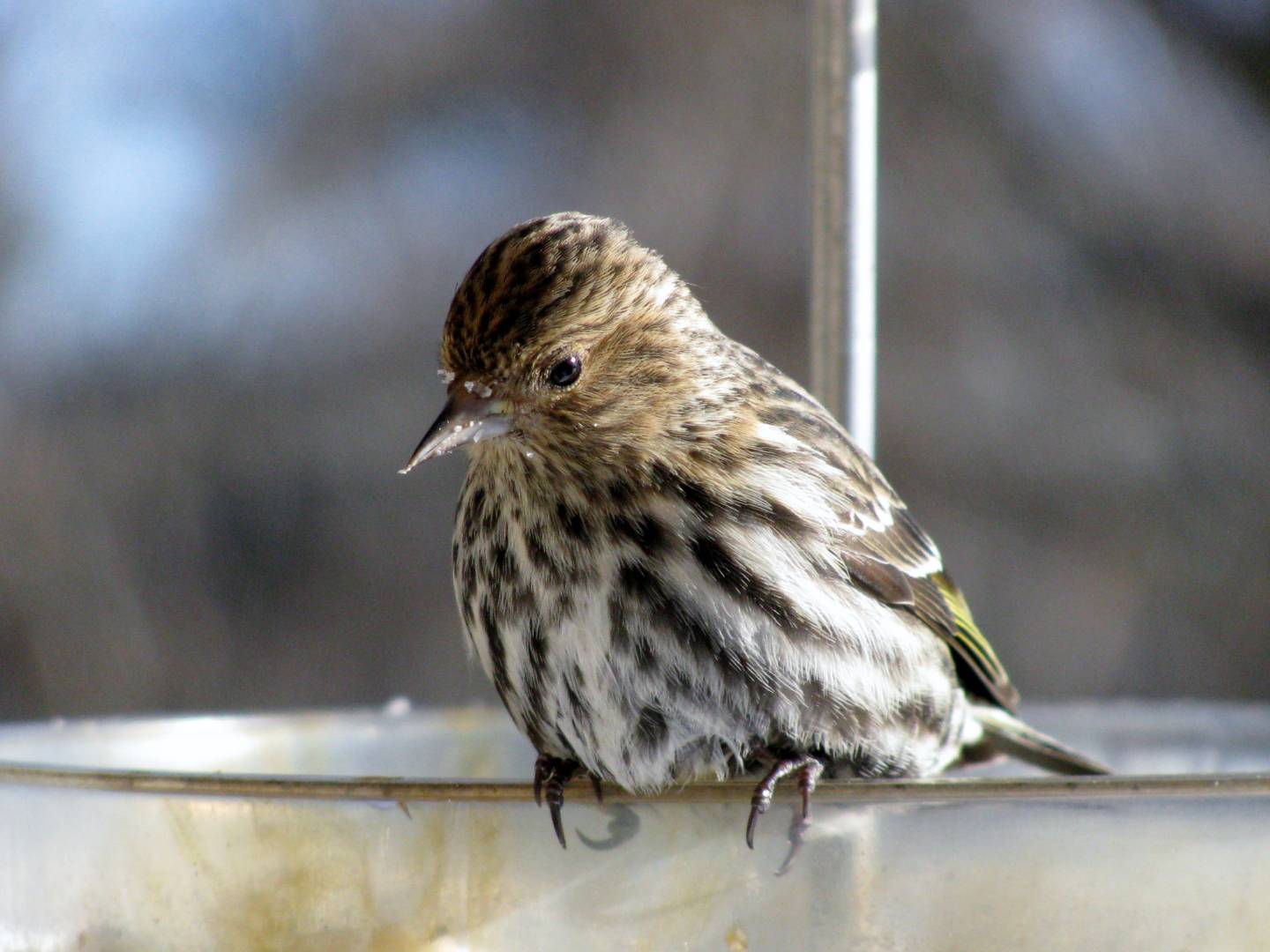 Pine Siskin (Spinus pinus): Identification, Habitat, Diet, and ...