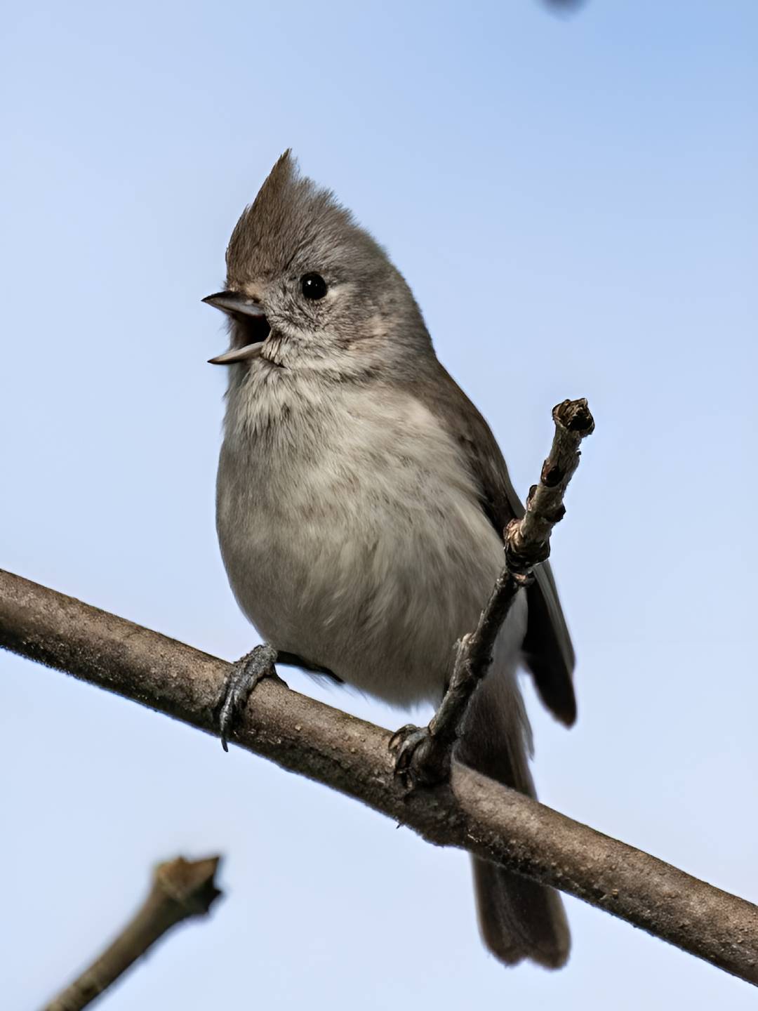 Oak Titmouse (Baeolophus inornatus): Identification, Habitat, Diet, and Backyard Birding Tips ...