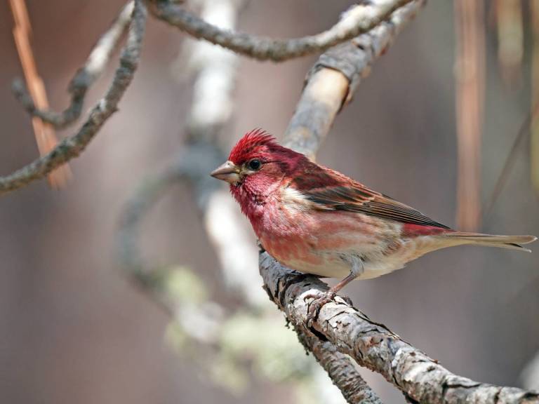 Purple Finch (Haemorhous purpureus): Purple Finch Identification ...