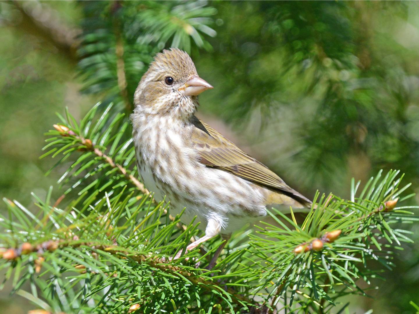 Purple Finch (Haemorhous purpureus): Purple Finch Identification ...