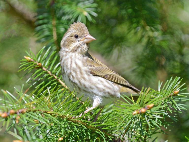 Purple Finch (Haemorhous purpureus): Purple Finch Identification ...
