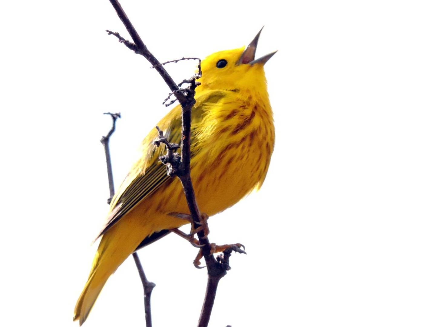 Spring Bird Migration: Best Spring Birdwatching Spots and Tips – Wing Watchers with Wagner