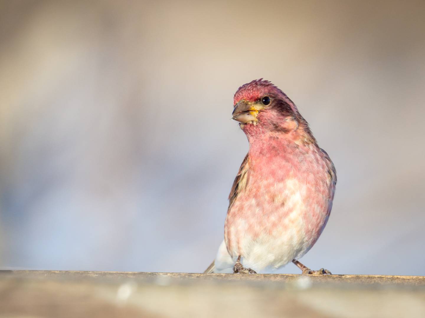 Purple Finch (Haemorhous purpureus): Purple Finch Identification ...
