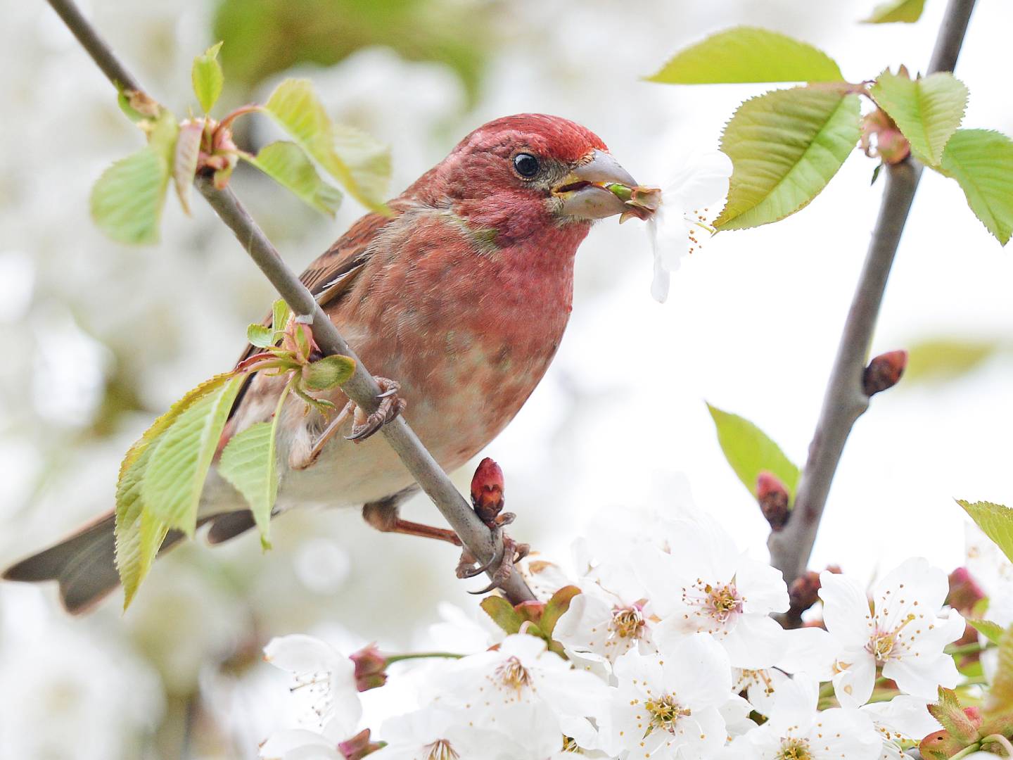 Purple Finch (Haemorhous purpureus): Purple Finch Identification ...