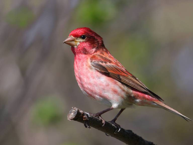 Purple Finch (Haemorhous purpureus): Purple Finch Identification ...