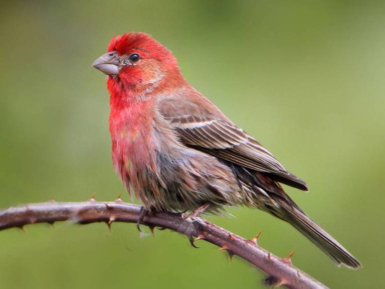 Purple Finch (Haemorhous purpureus): Purple Finch Identification ...