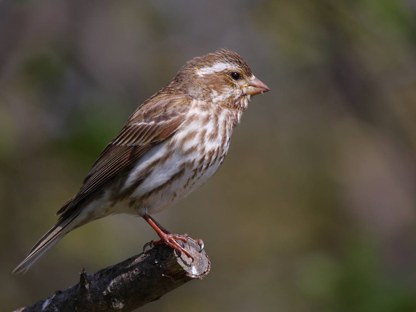 Purple Finch (Haemorhous purpureus): Purple Finch Identification ...