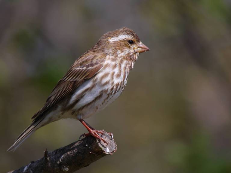 Purple Finch (Haemorhous purpureus): Purple Finch Identification ...