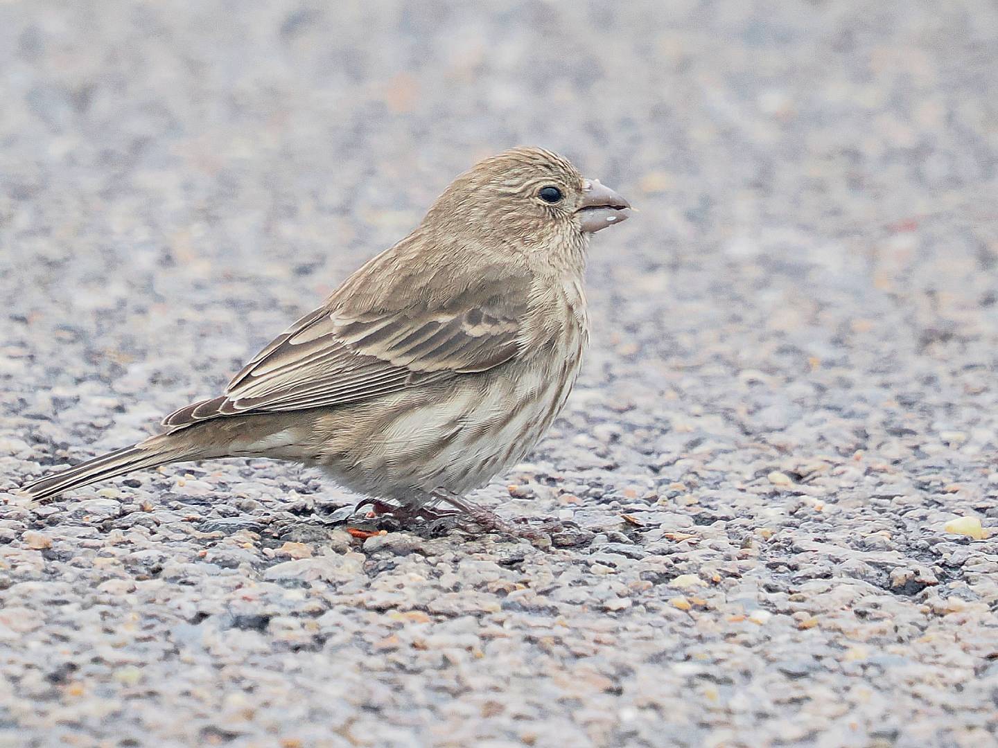 Purple Finch (Haemorhous purpureus): Purple Finch Identification ...