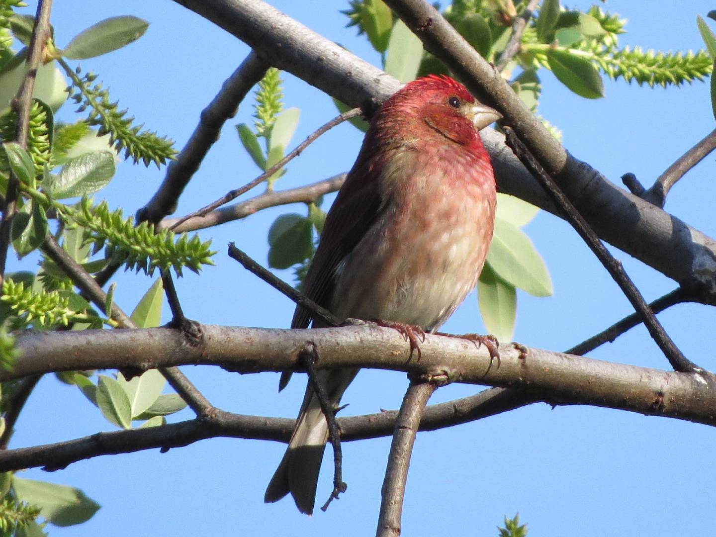 Purple Finch (Haemorhous purpureus): Purple Finch Identification ...