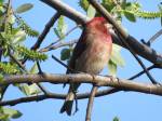 Purple Finch (Haemorhous purpureus): Purple Finch Identification ...