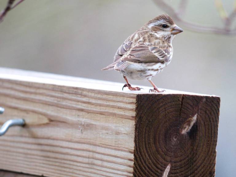 Purple Finch (Haemorhous purpureus): Purple Finch Identification ...