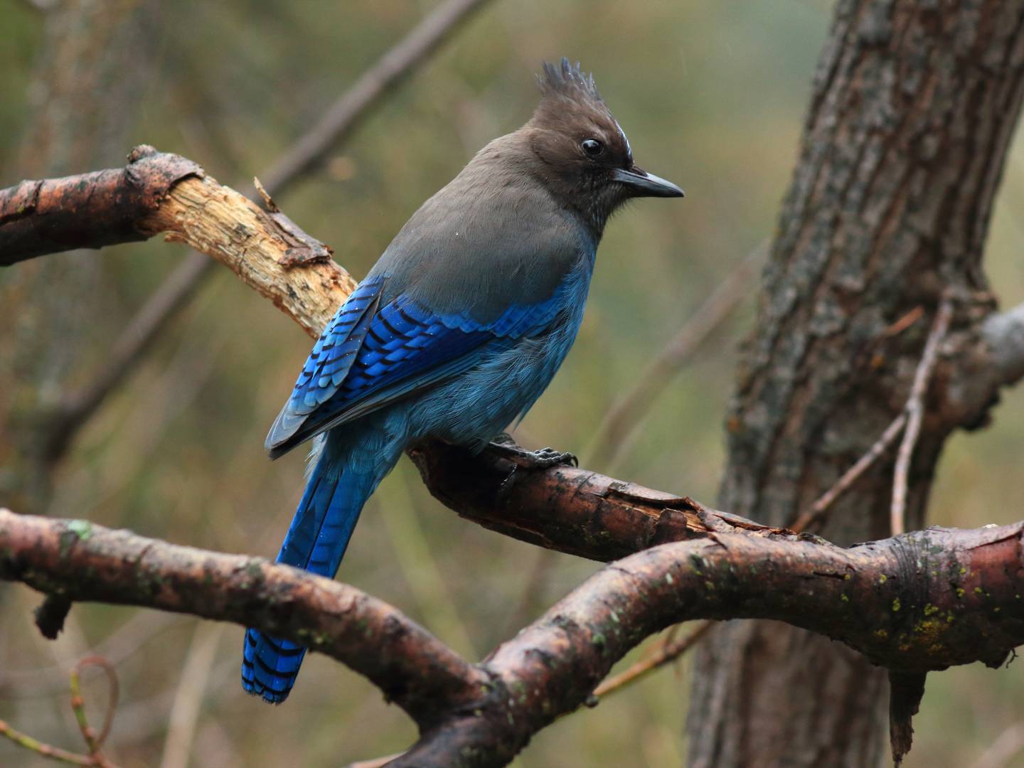 Steller’s Jay (Cyanocitta stelleri): Steller’s Jay Identification ...