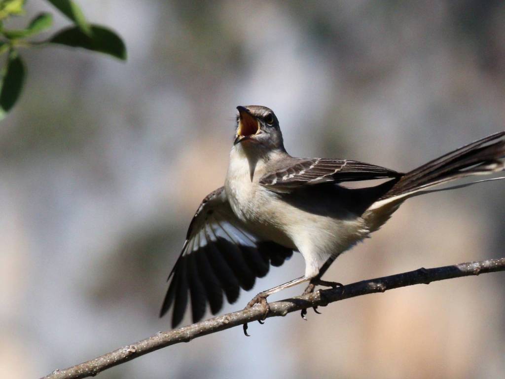 Northern Mockingbird (Mimus polyglottos): What Does a Mockingbird Sound ...