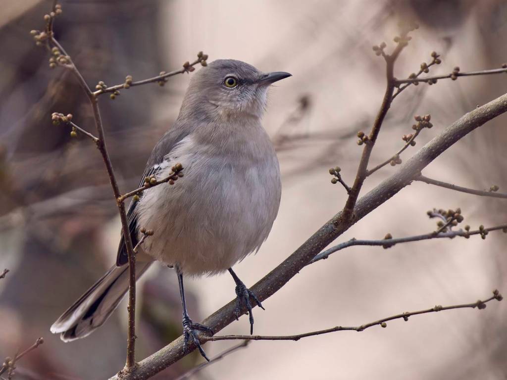 Northern Mockingbird (Mimus polyglottos): What Does a Mockingbird Sound ...
