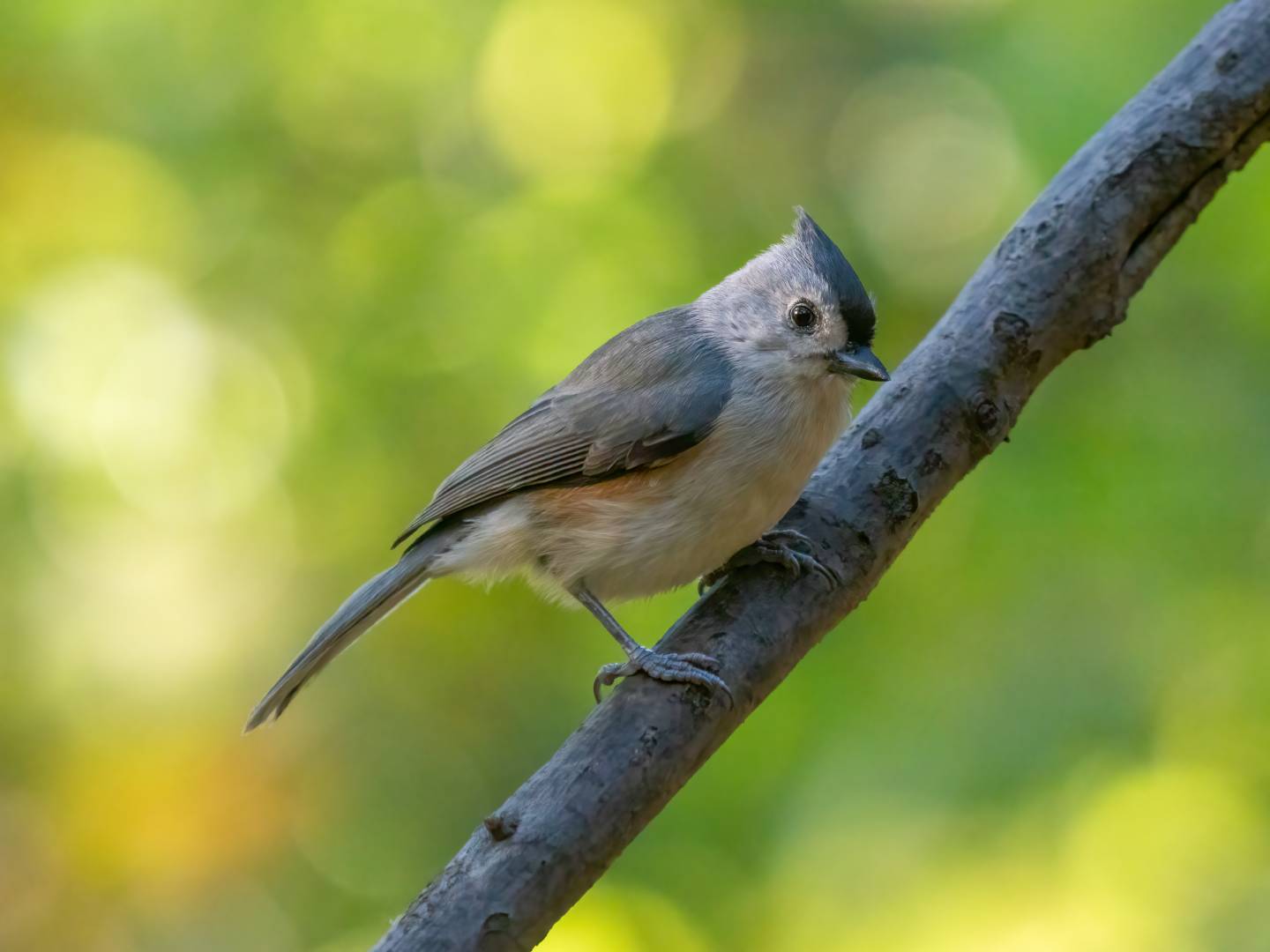 Tufted Titmouse (Baeolophus bicolor): Identification, Behavior, Diet ...