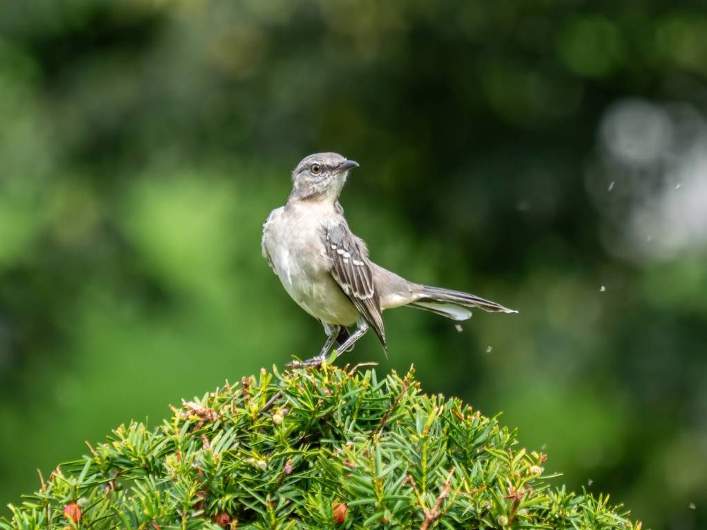 Northern Mockingbird (Mimus polyglottos): What Does a Mockingbird Sound ...