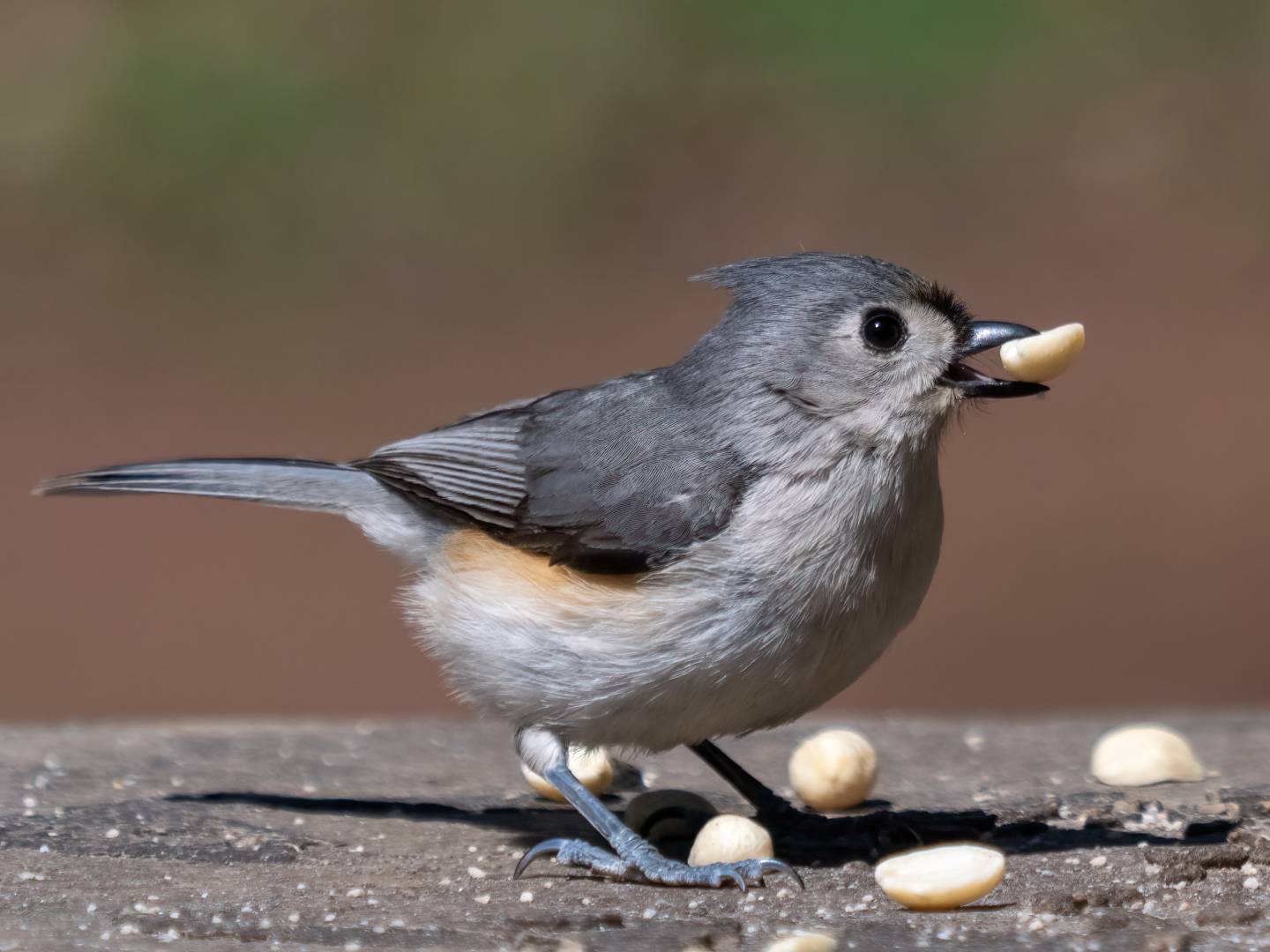 Tufted Titmouse (Baeolophus bicolor): Identification, Behavior, Diet ...