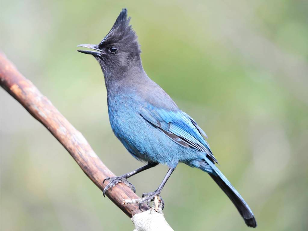 Steller’s Jay (Cyanocitta stelleri): Steller’s Jay Identification ...