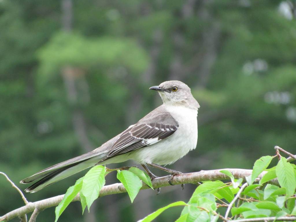 Northern Mockingbird (Mimus polyglottos): What Does a Mockingbird Sound ...
