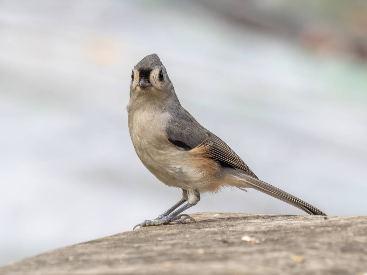 Tufted Titmouse (Baeolophus bicolor): Identification, Behavior, Diet ...