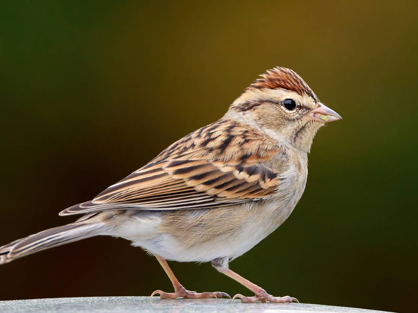 Chipping Sparrow (Spizella passerina): How to Tell Males from Females ...