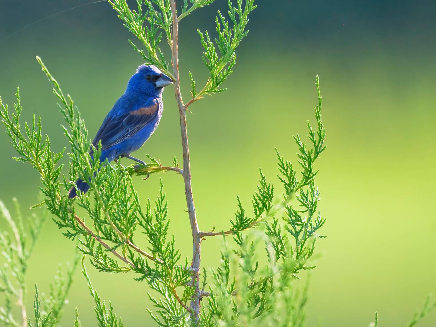 Blue Grosbeak (Passerina caerulea): Blue Grosbeak Identification ...