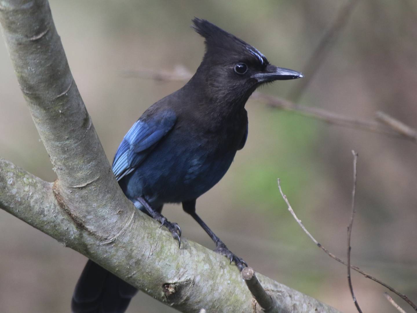 Steller’s Jay (Cyanocitta stelleri): Steller’s Jay Identification ...