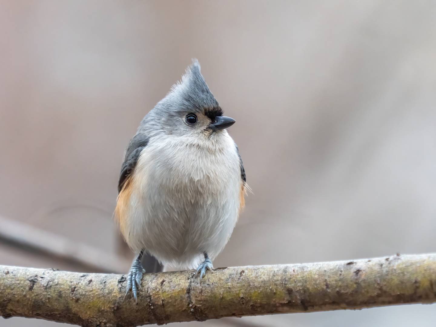 Tufted Titmouse (Baeolophus bicolor): Identification, Behavior, Diet ...