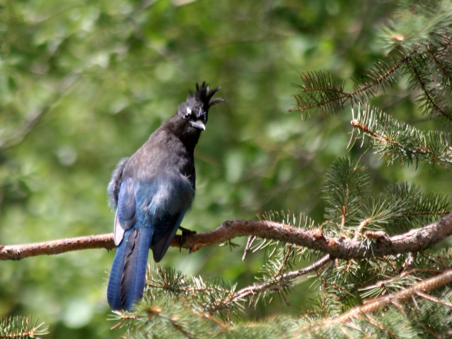 Steller’s Jay (Cyanocitta stelleri): Steller’s Jay Identification ...