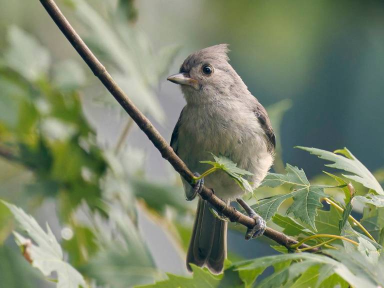 Tufted Titmouse (Baeolophus bicolor): Identification, Behavior, Diet ...