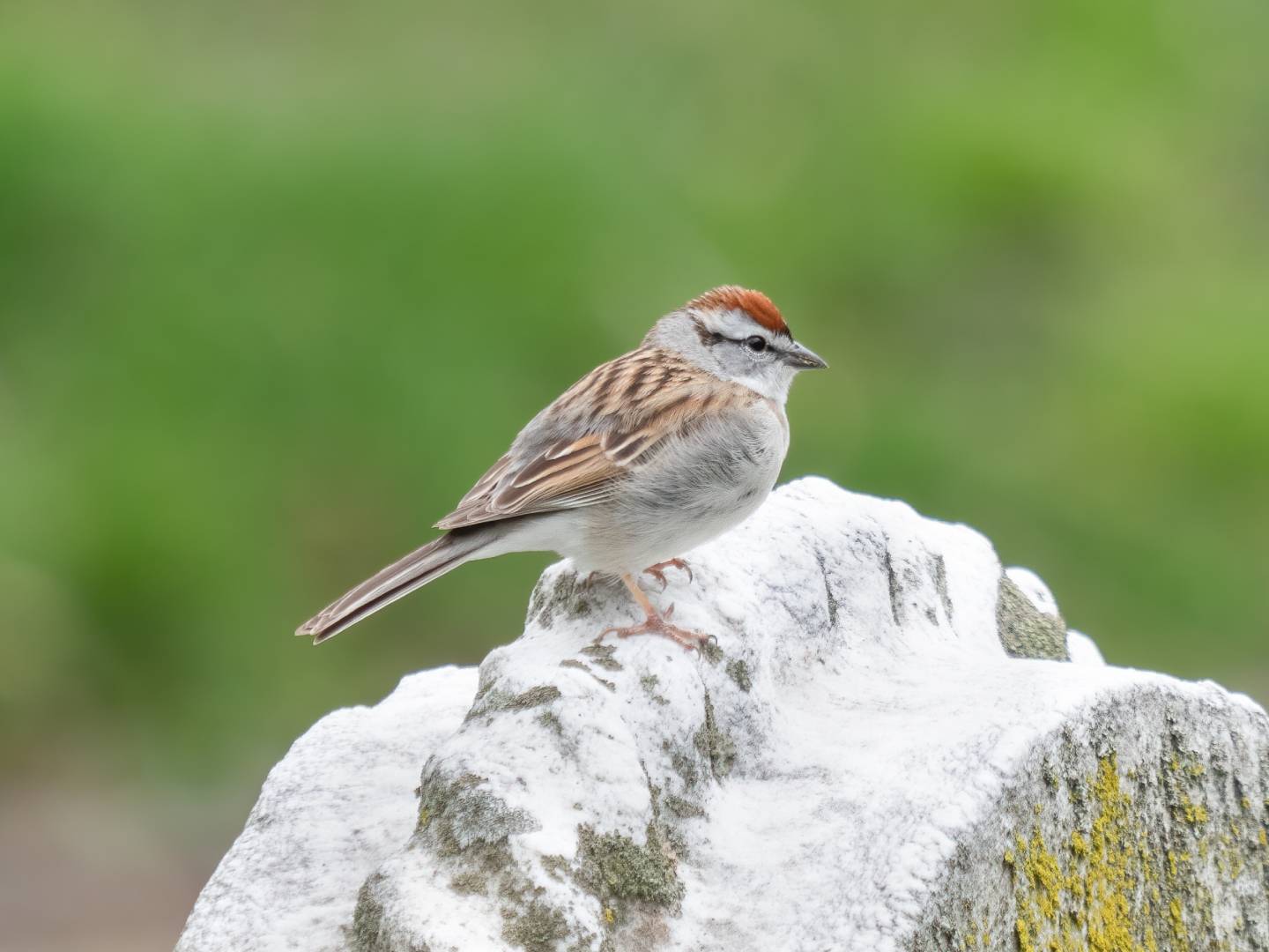 Chipping Sparrow (Spizella passerina): How to Tell Males from Females ...