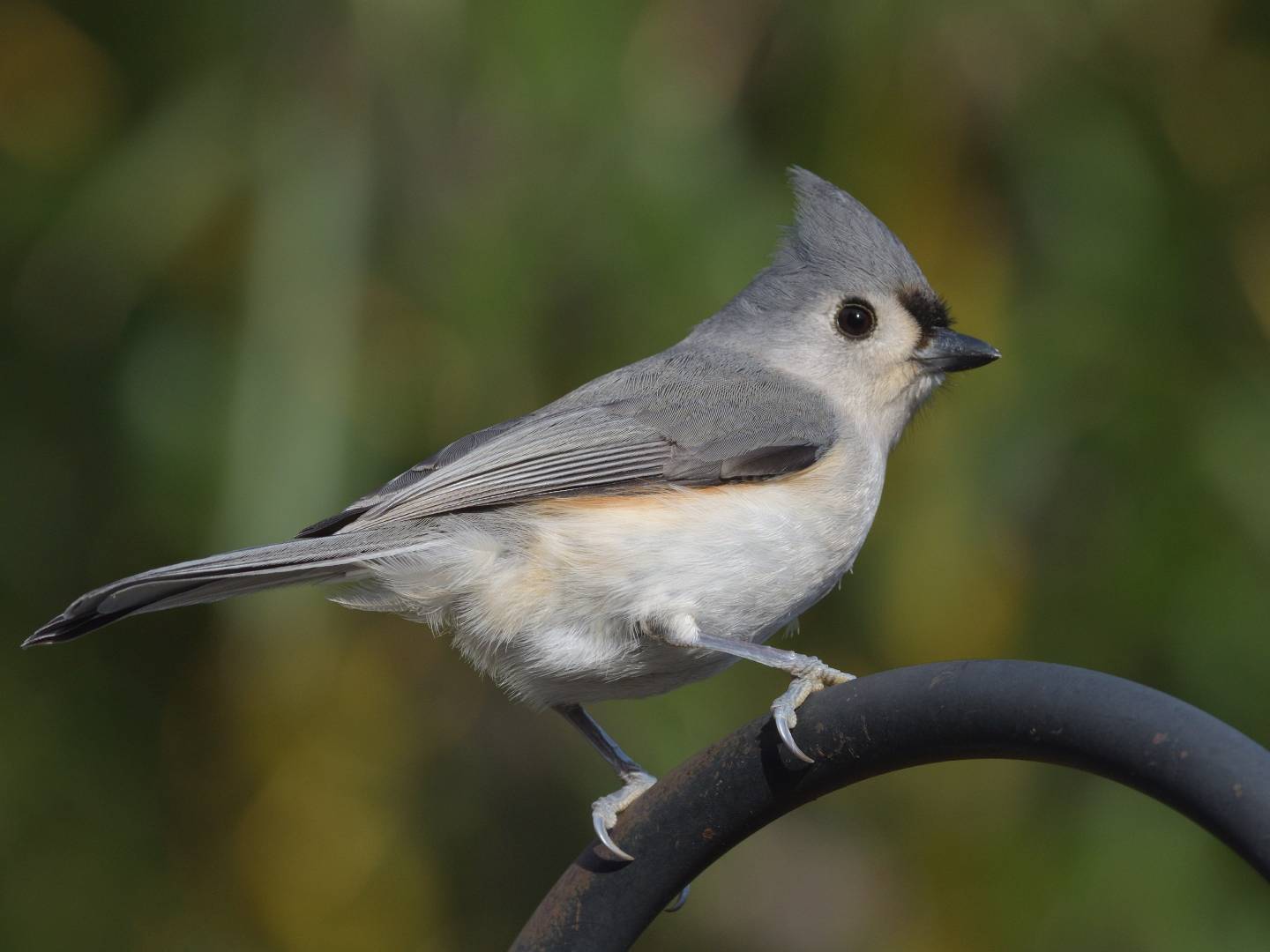 Tufted Titmouse (Baeolophus bicolor): Identification, Behavior, Diet ...