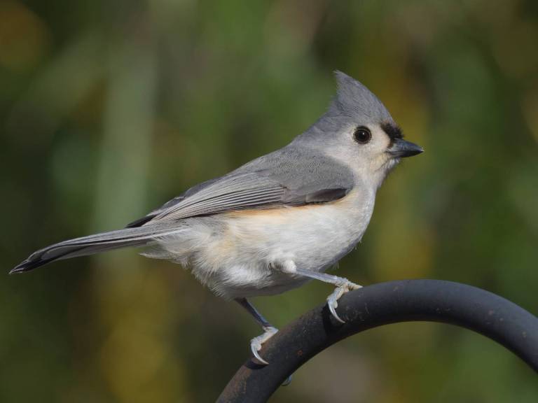 Tufted Titmouse (Baeolophus bicolor): Identification, Behavior, Diet ...