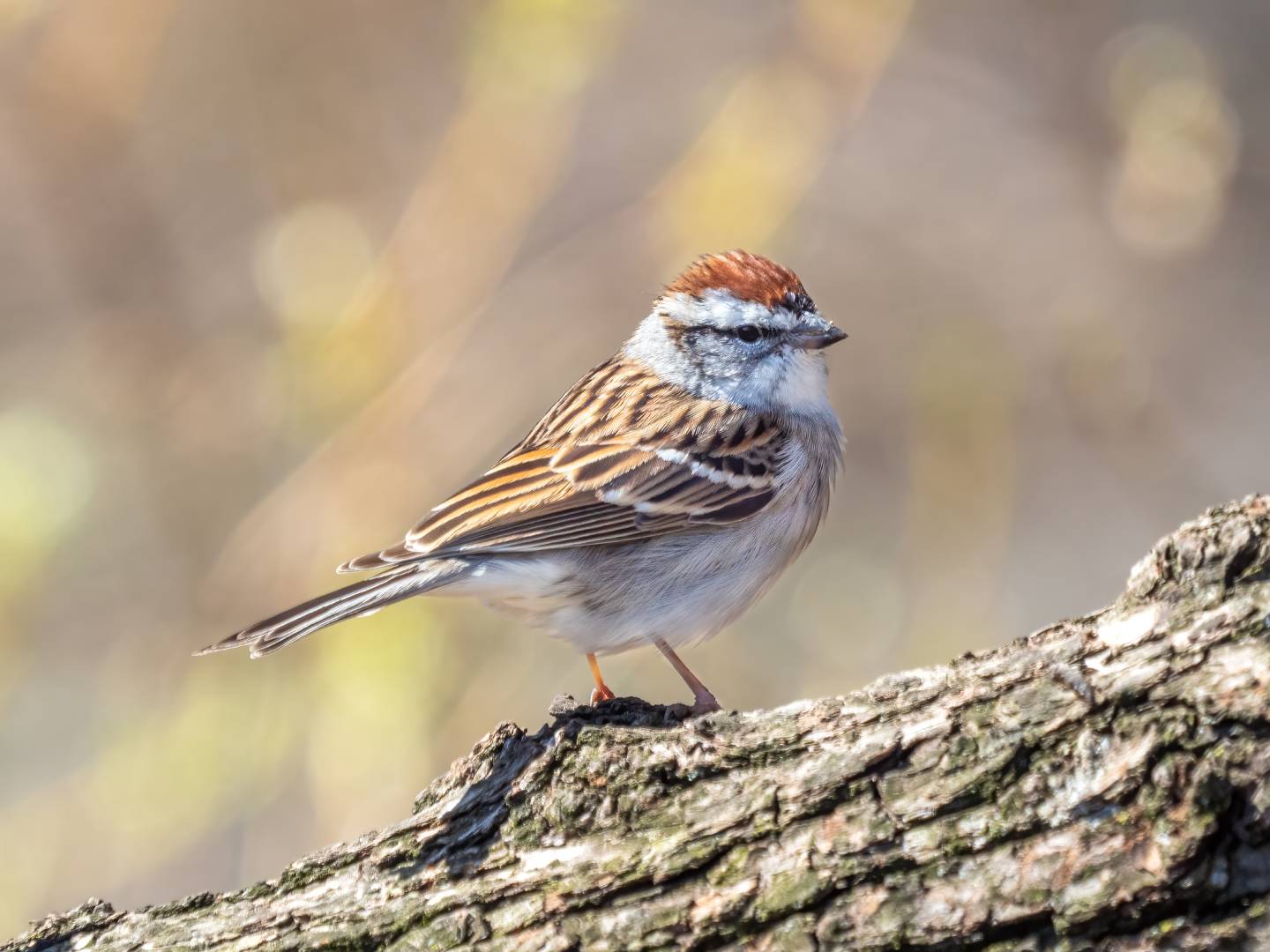 Chipping Sparrow (Spizella passerina): How to Tell Males from Females ...