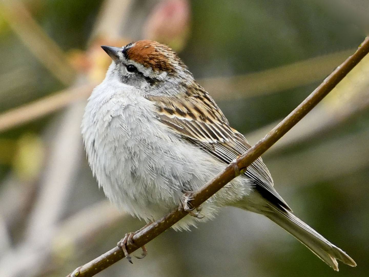 Chipping Sparrow (Spizella passerina): How to Tell Males from Females ...