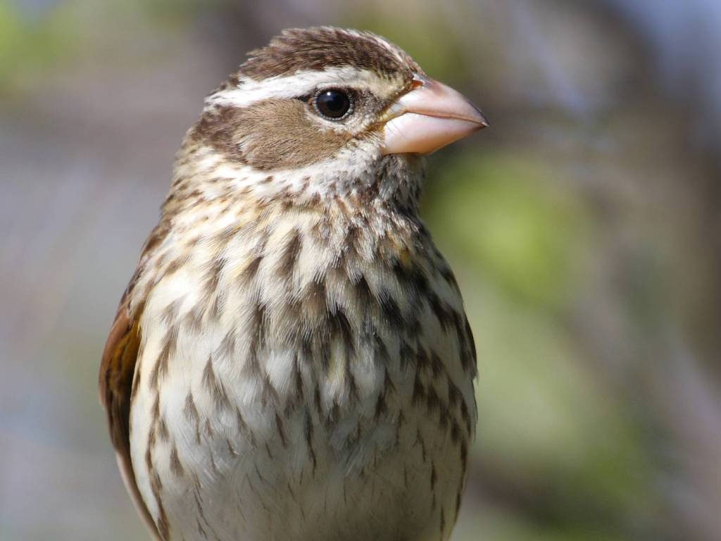 Rose-breasted Grosbeak (Pheucticus ludovicianus): A Complete Guide ...