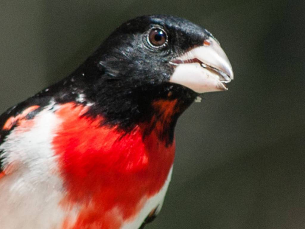 Rose-breasted Grosbeak (Pheucticus ludovicianus): A Complete Guide ...