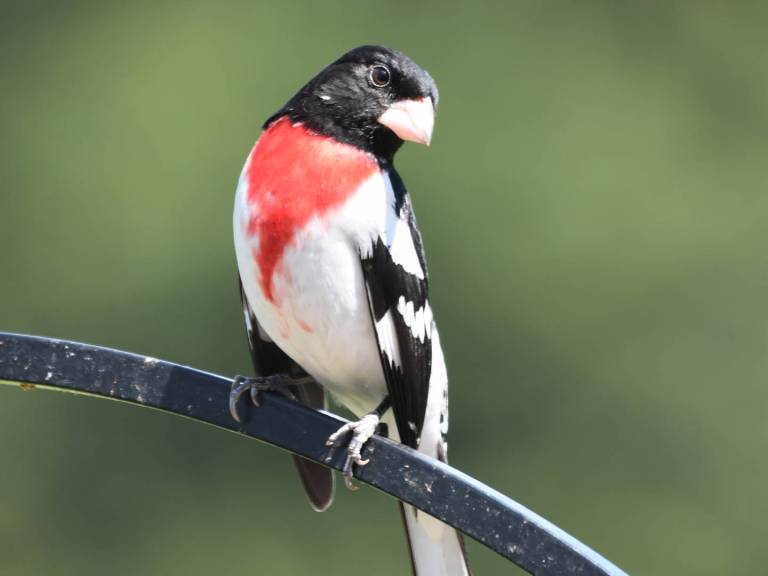 Rose-breasted Grosbeak (Pheucticus ludovicianus): A Complete Guide ...